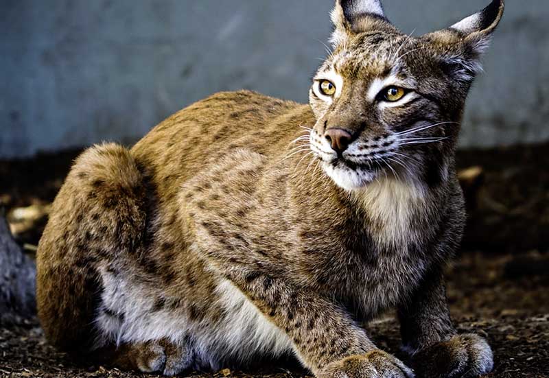 Le LynxDans quel monde tu vis? - Courrier du Val-de-Travers hebdo